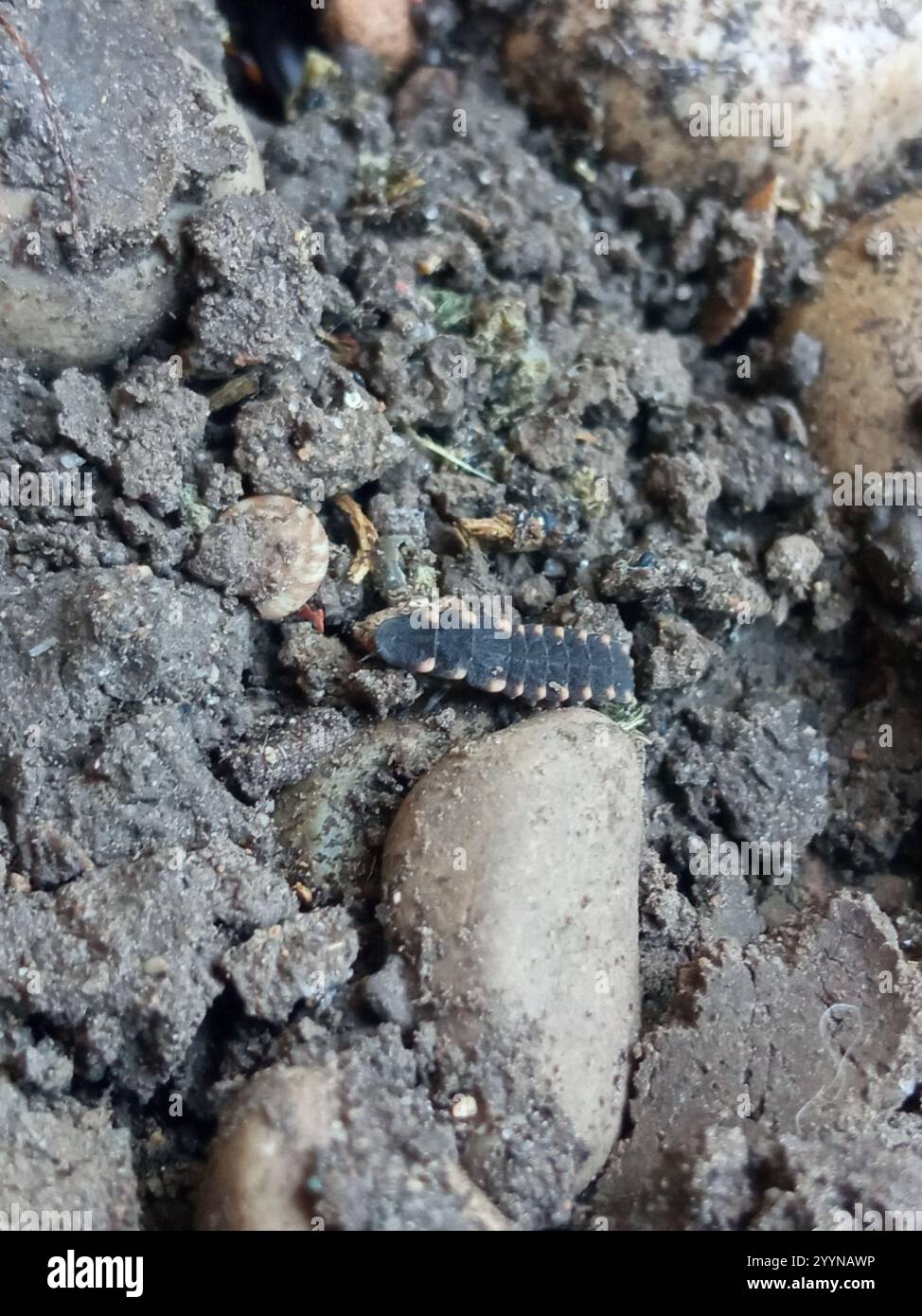 European Glow-worm (Lampyris noctiluca Stock Photo - Alamy