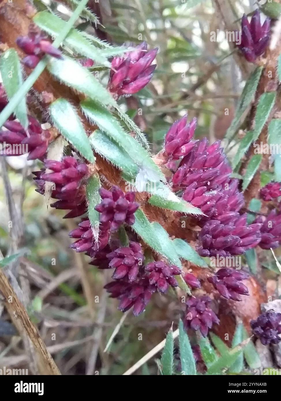 Mount Lofty Ground-berry (Acrotriche fasciculiflora Stock Photo - Alamy