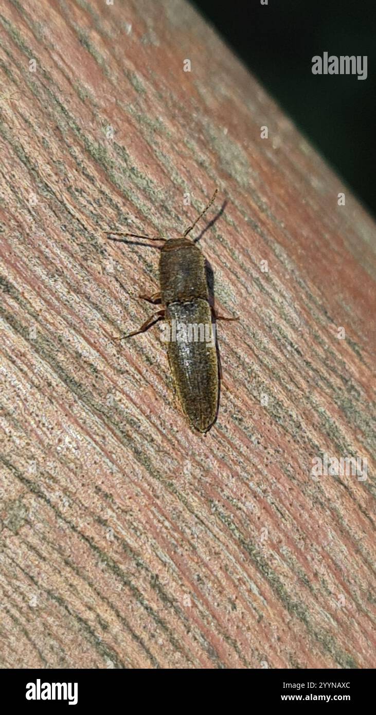 False Click Beetles (Eucnemidae Stock Photo - Alamy