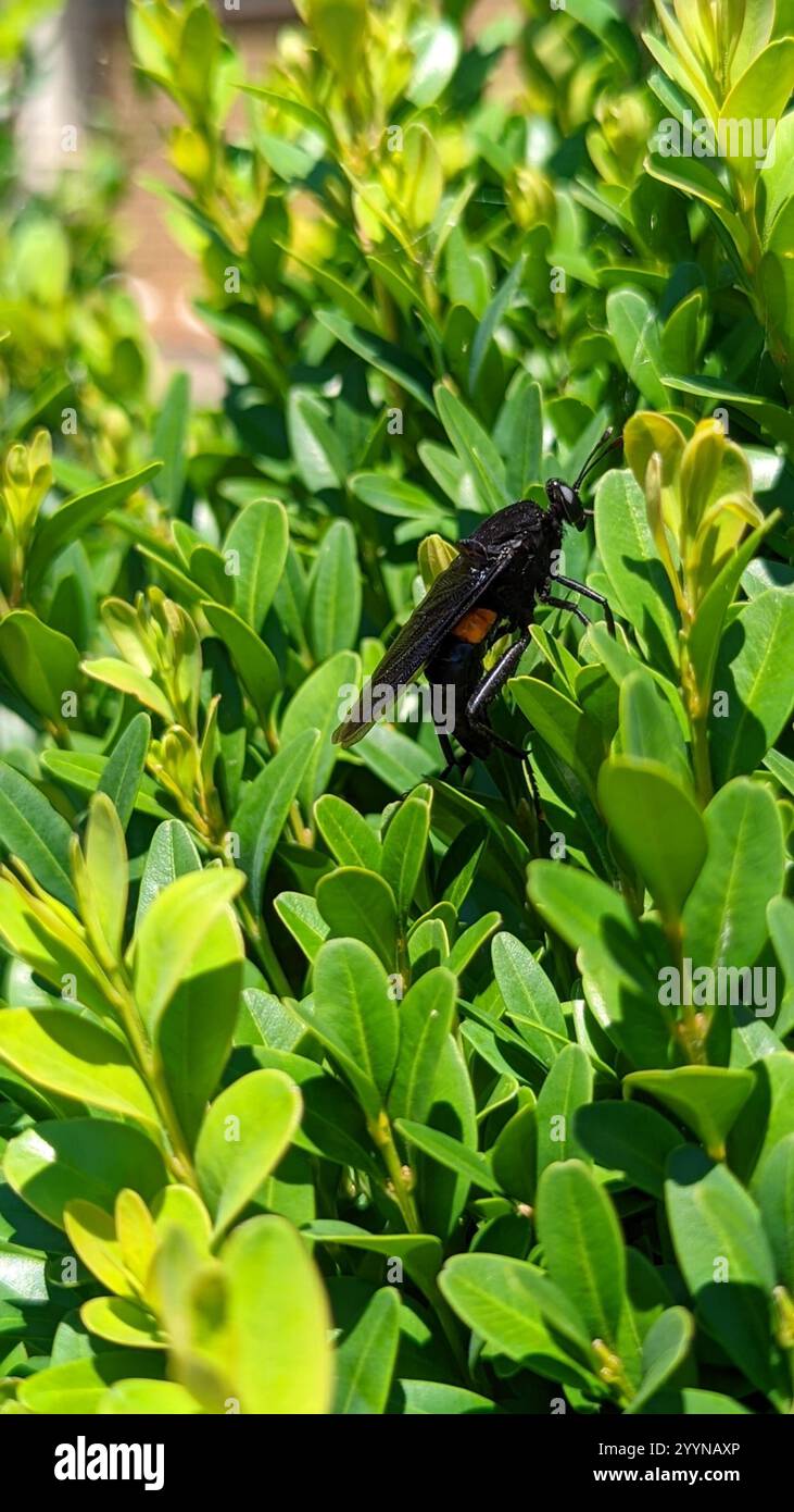 Mydas fly hi-res stock photography and images - Alamy