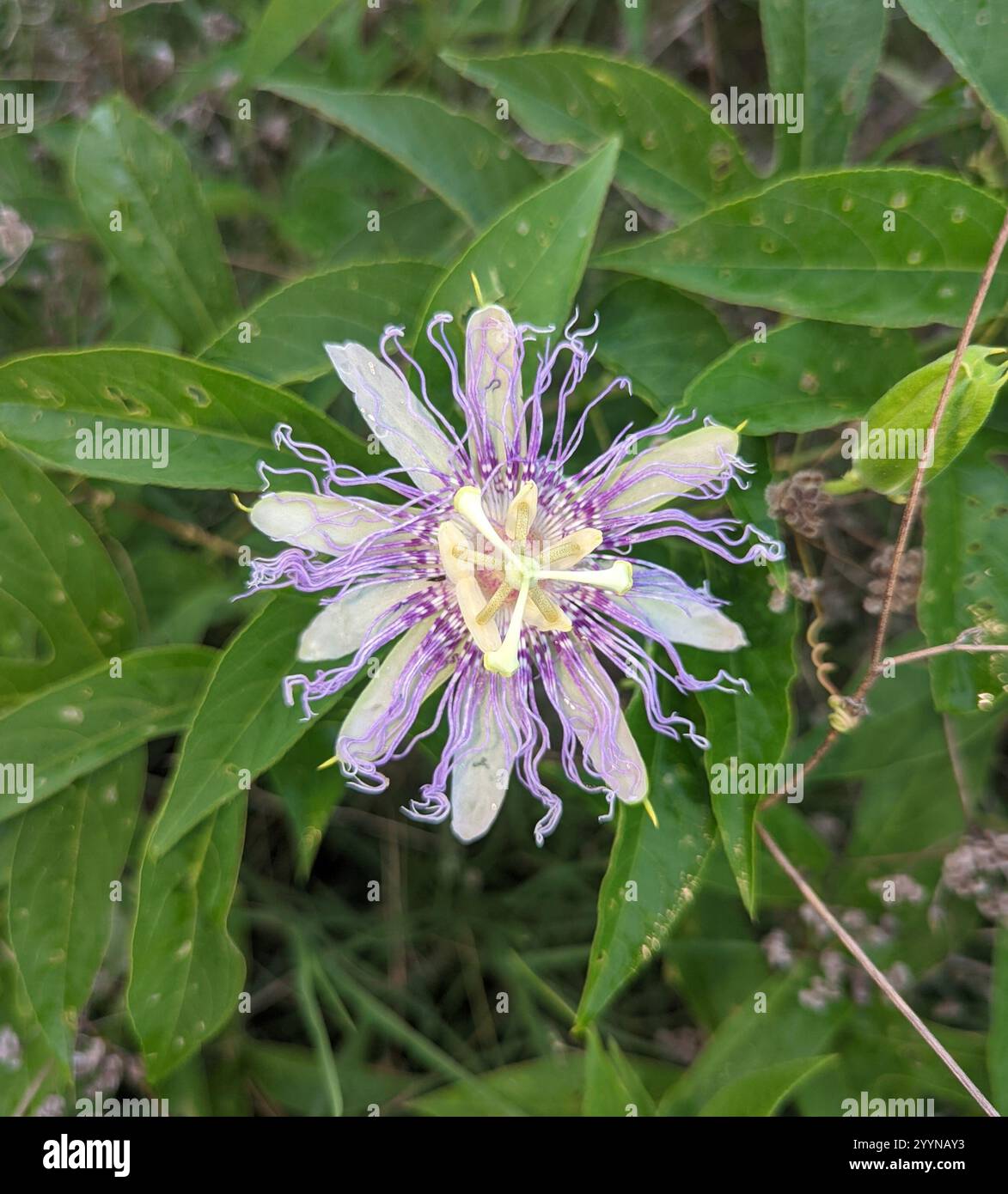 purple passionflower (Passiflora incarnata Stock Photo - Alamy