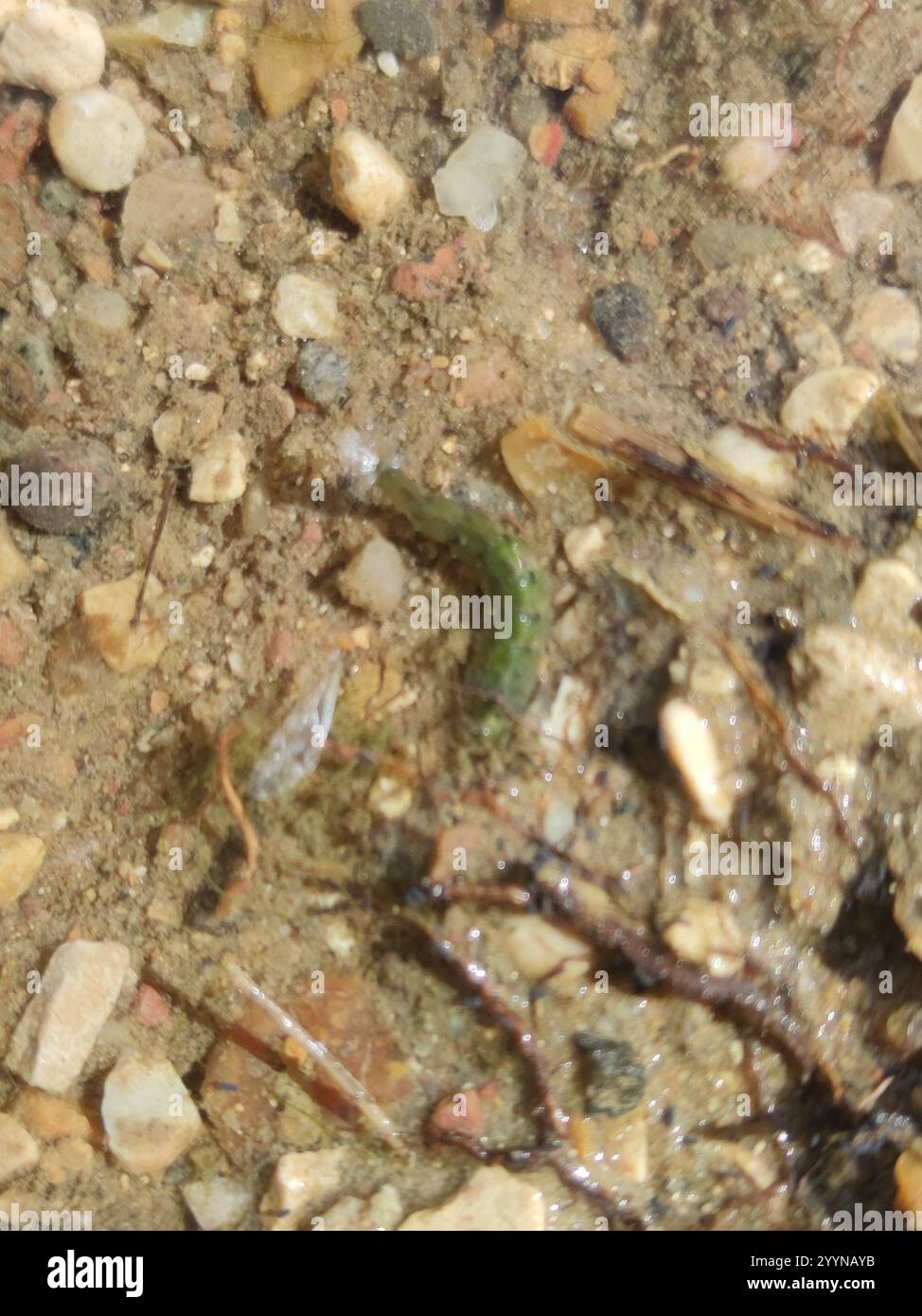 Soldier Flies (Stratiomyidae Stock Photo - Alamy