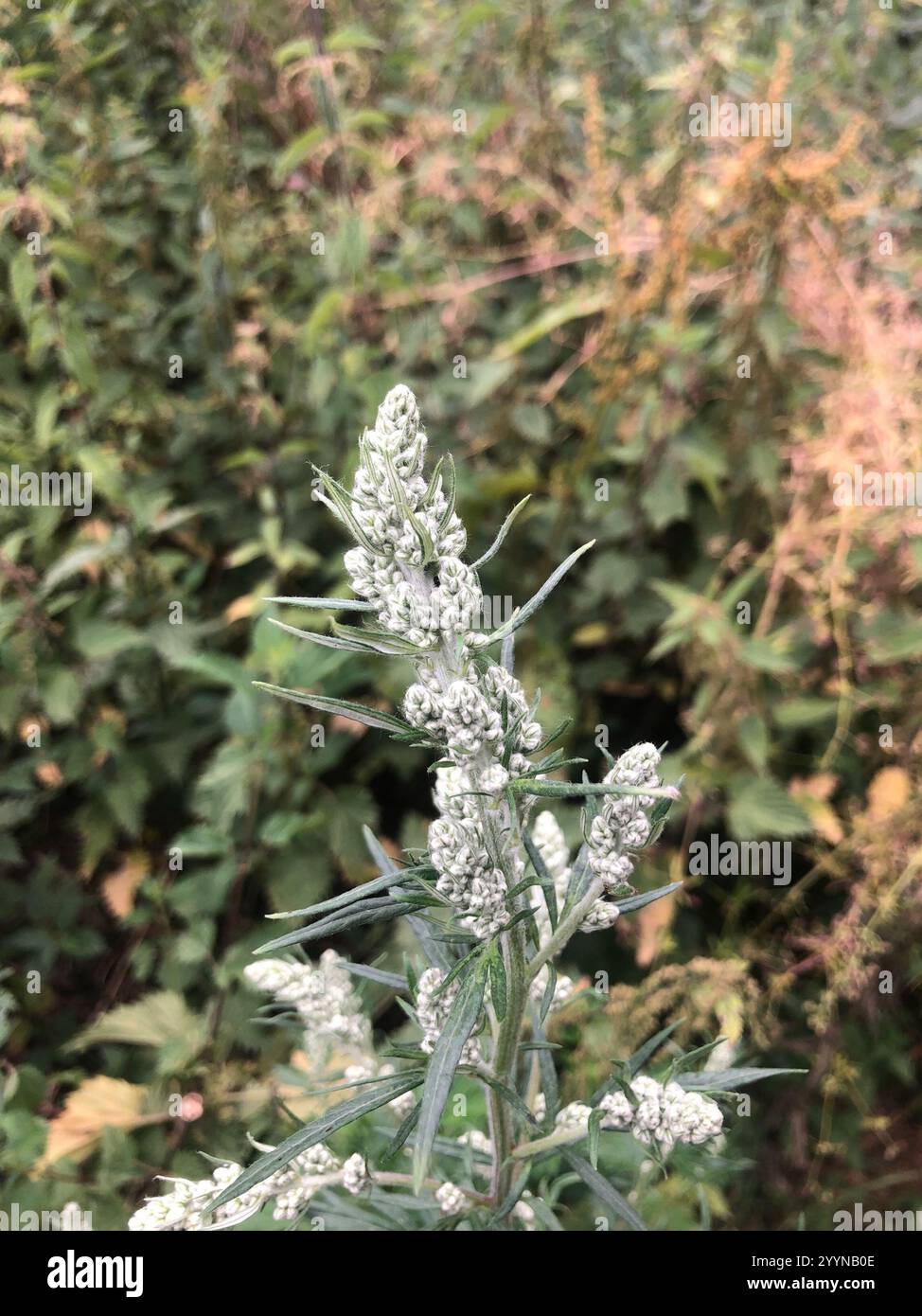 common mugwort (Artemisia vulgaris Stock Photo - Alamy