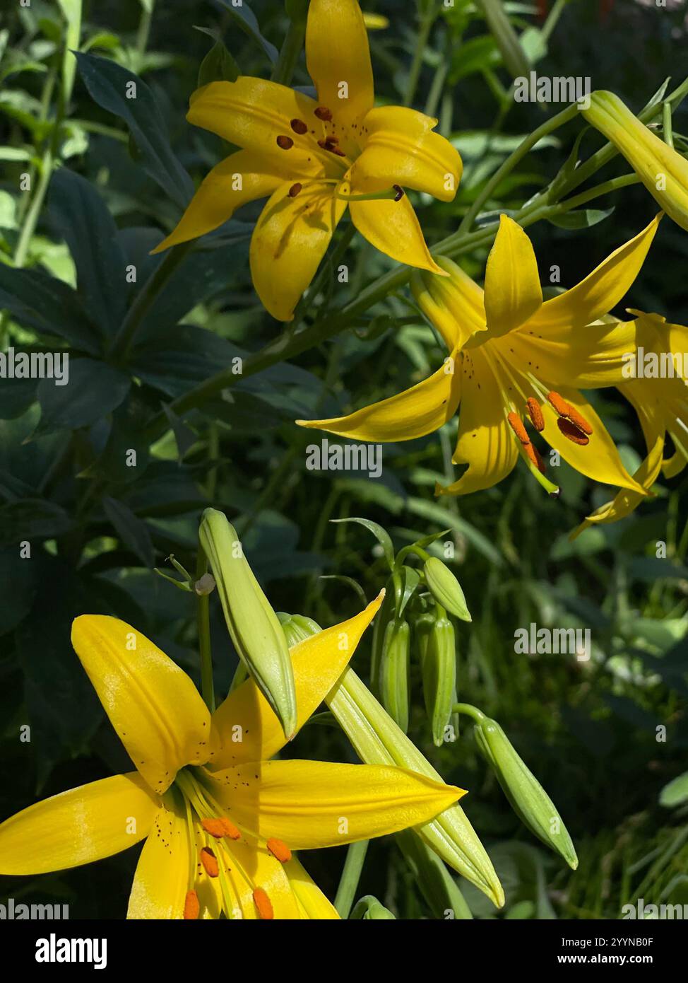 lemon lily (Lilium parryi Stock Photo - Alamy