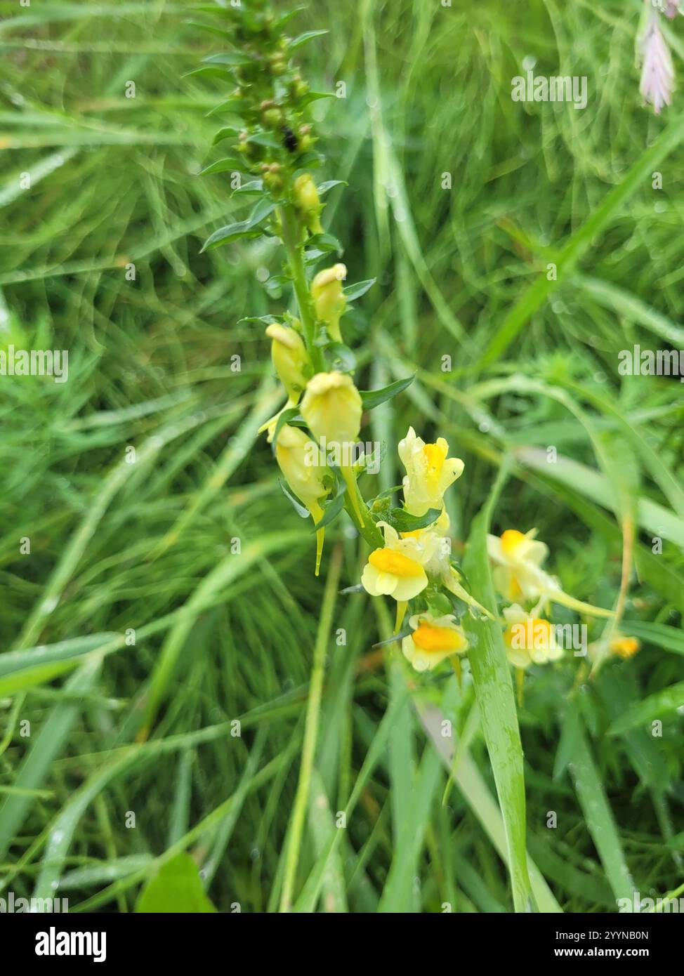 common toadflax (Linaria vulgaris Stock Photo - Alamy