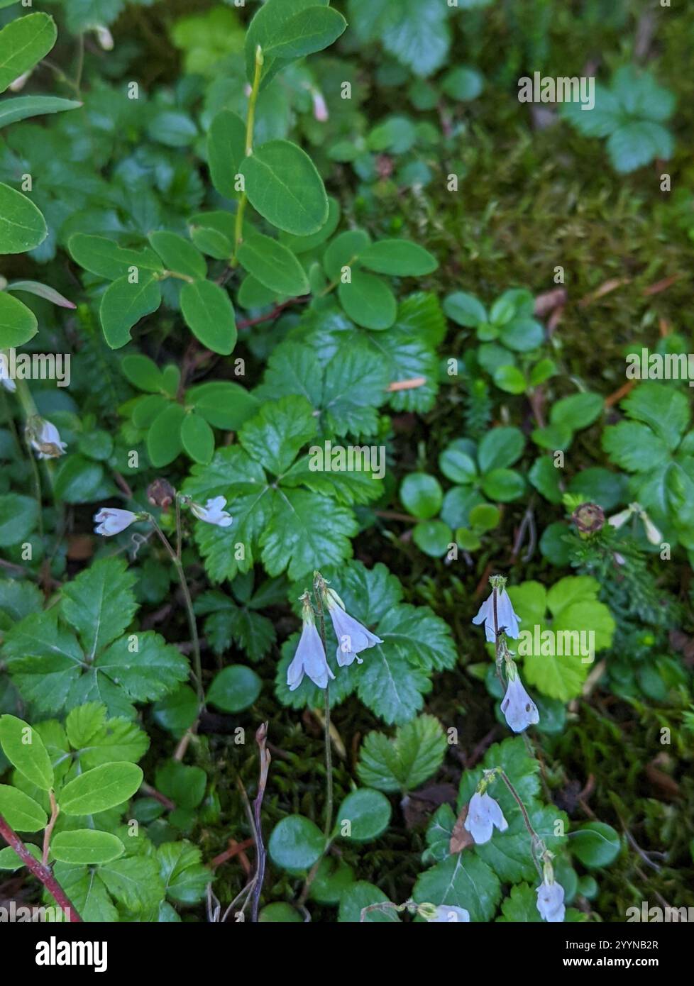 Five-leaf Dwarf Bramble (Rubus pedatus Stock Photo - Alamy