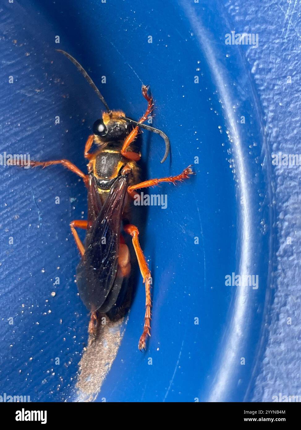 Great Golden Digger Wasp (Sphex ichneumoneus Stock Photo - Alamy