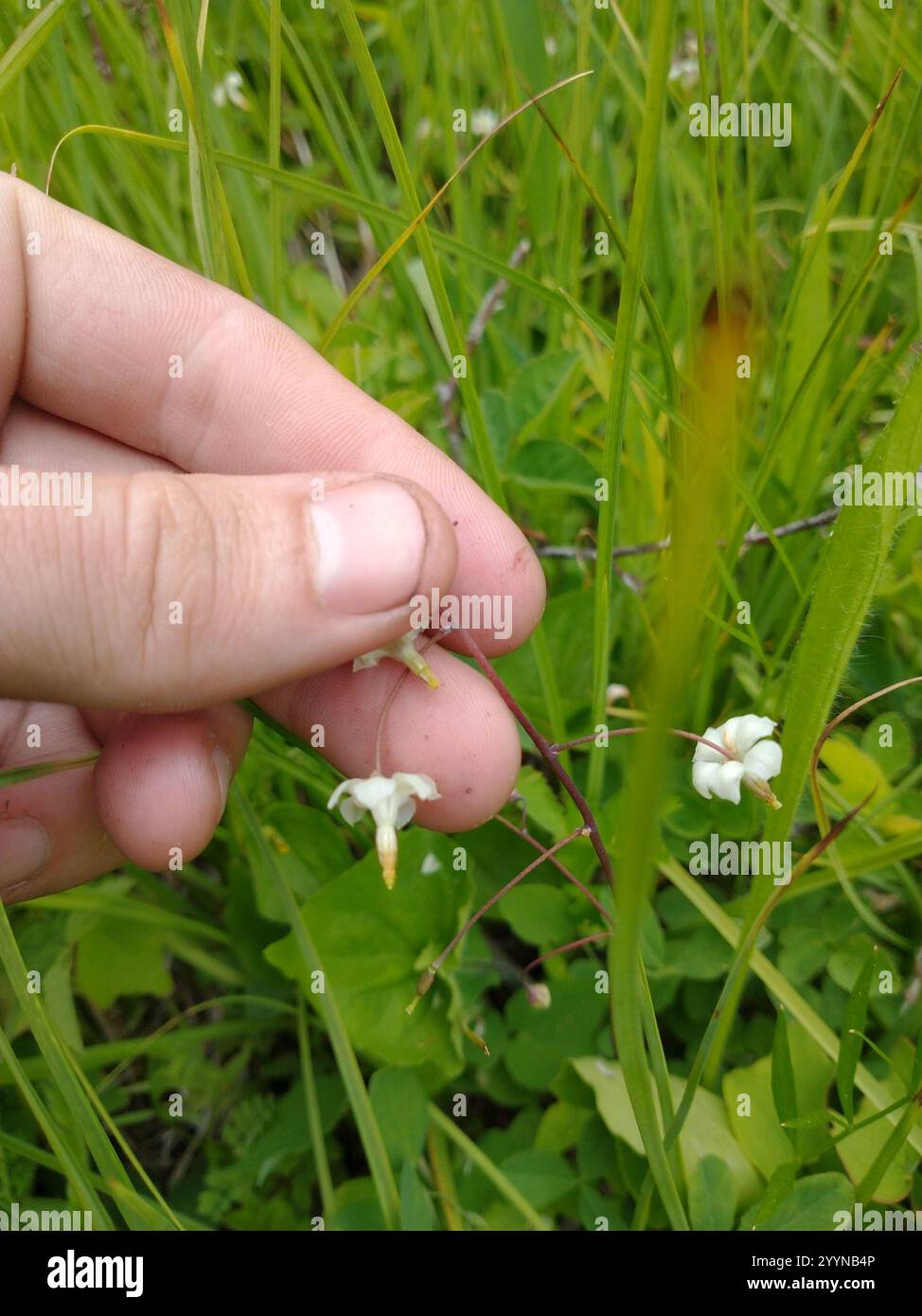 White Inside-out Flower (Vancouveria hexandra Stock Photo - Alamy