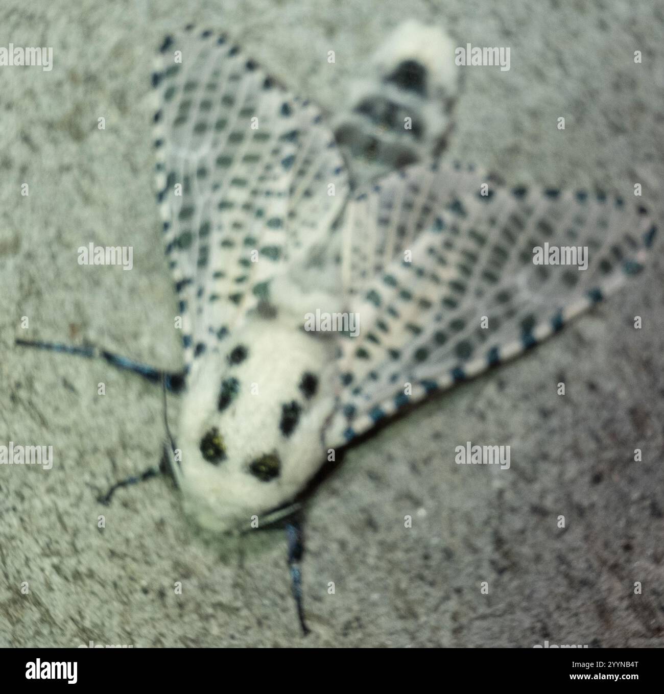 Wood Leopard Moth (Zeuzera pyrina Stock Photo - Alamy