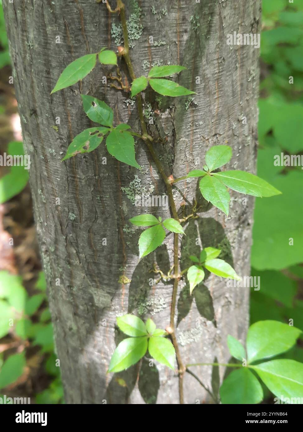 thicket creeper (Parthenocissus inserta Stock Photo - Alamy
