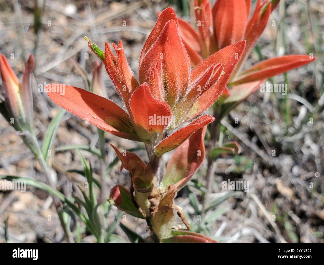 Wholeleaf Paintbrush (Castilleja integra Stock Photo - Alamy