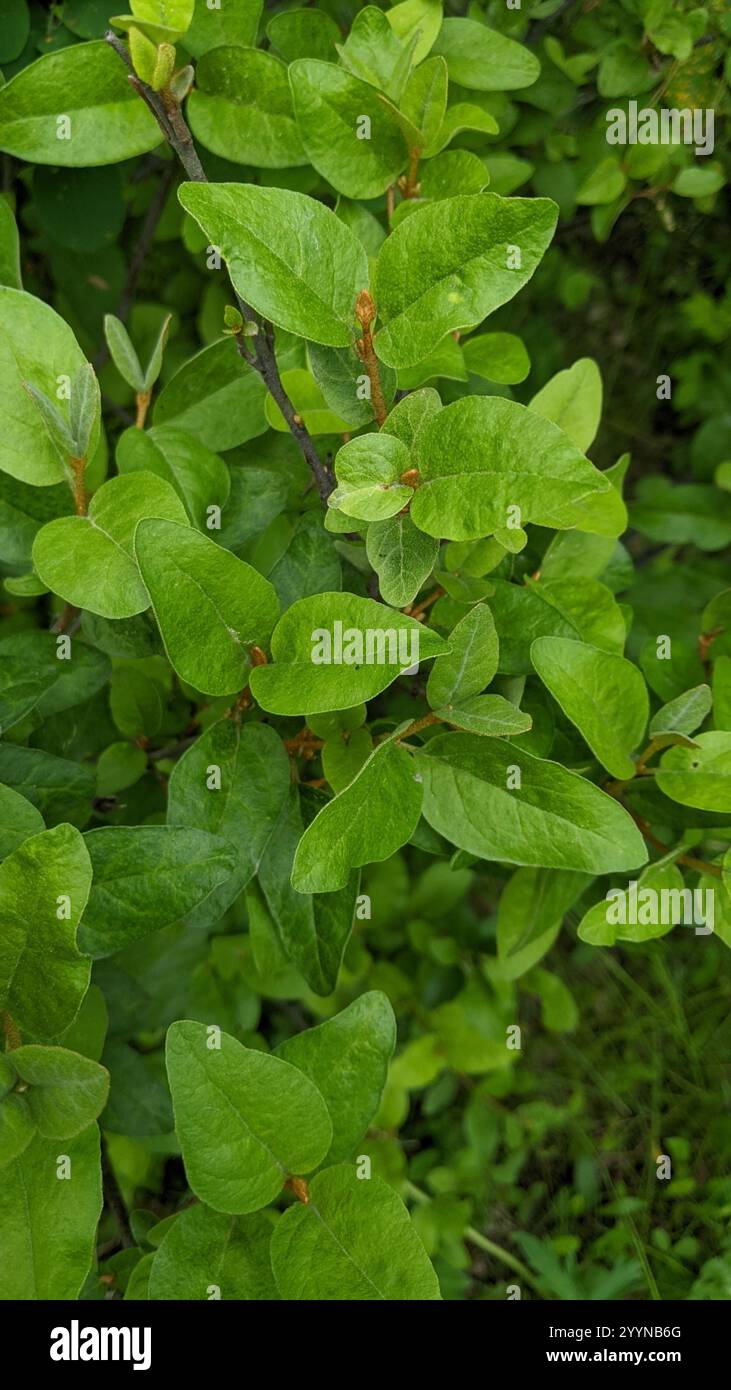 Canadian buffalo-berry (Shepherdia canadensis Stock Photo - Alamy