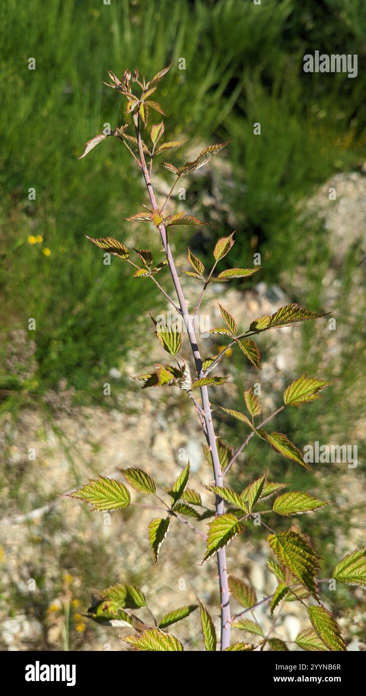 whitebark raspberry (Rubus leucodermis Stock Photo - Alamy