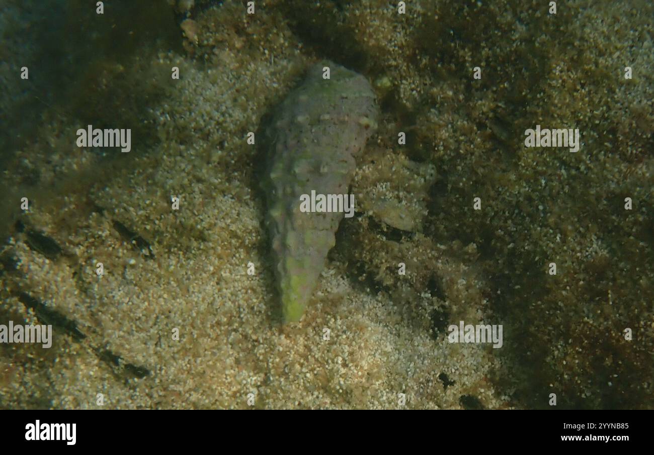 Horn Shell (Cerithium vulgatum Stock Photo - Alamy