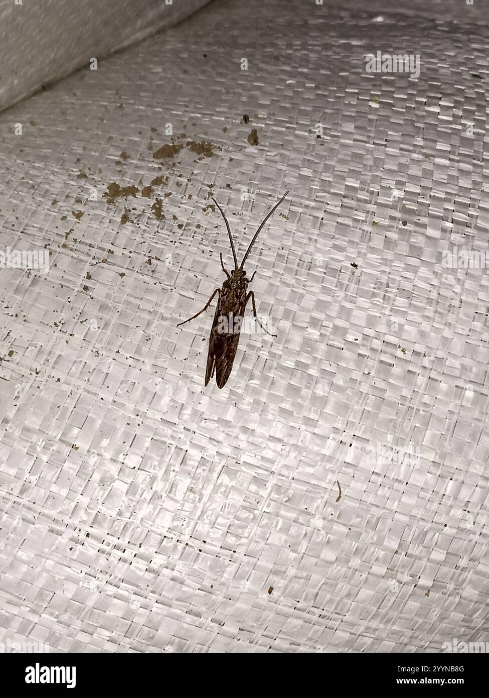 Giant Casemaker Caddisflies (Phryganeidae Stock Photo - Alamy