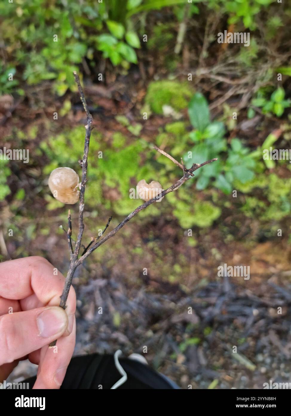 Austral Dripping Bonnet (Roridomyces austrororidus Stock Photo - Alamy