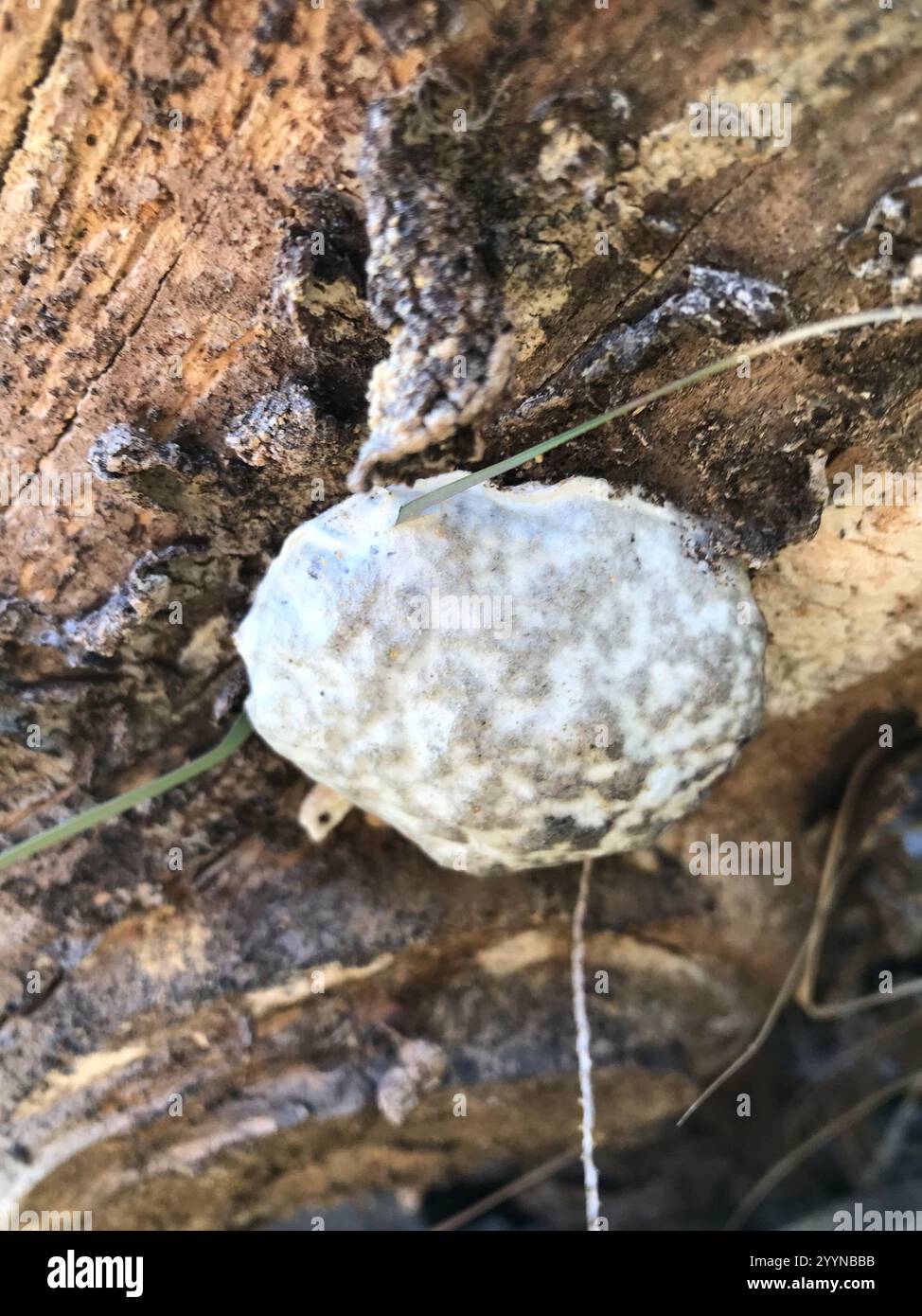 False Puffball (Reticularia lycoperdon Stock Photo - Alamy