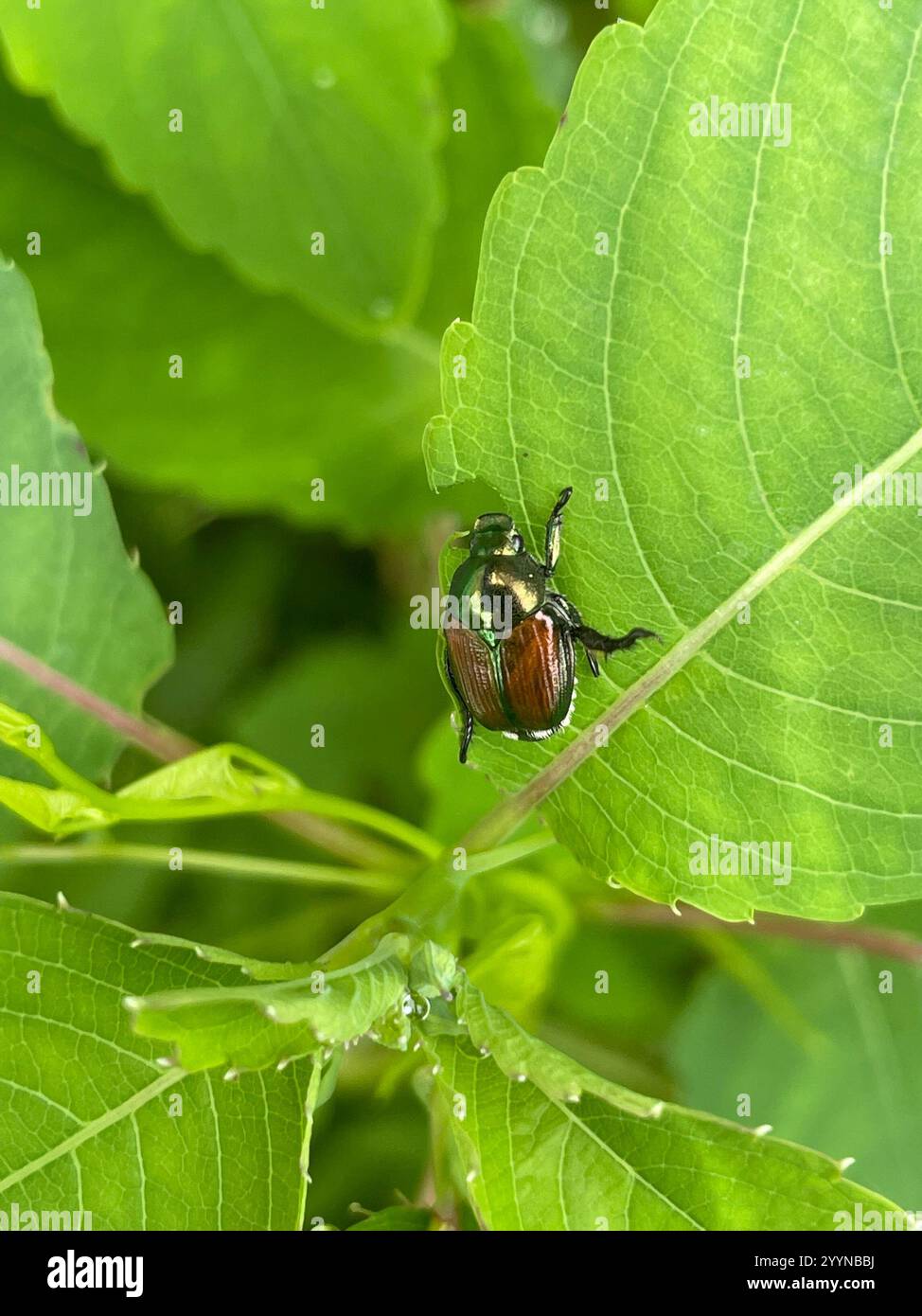 Japanese Beetle (Popillia japonica Stock Photo - Alamy