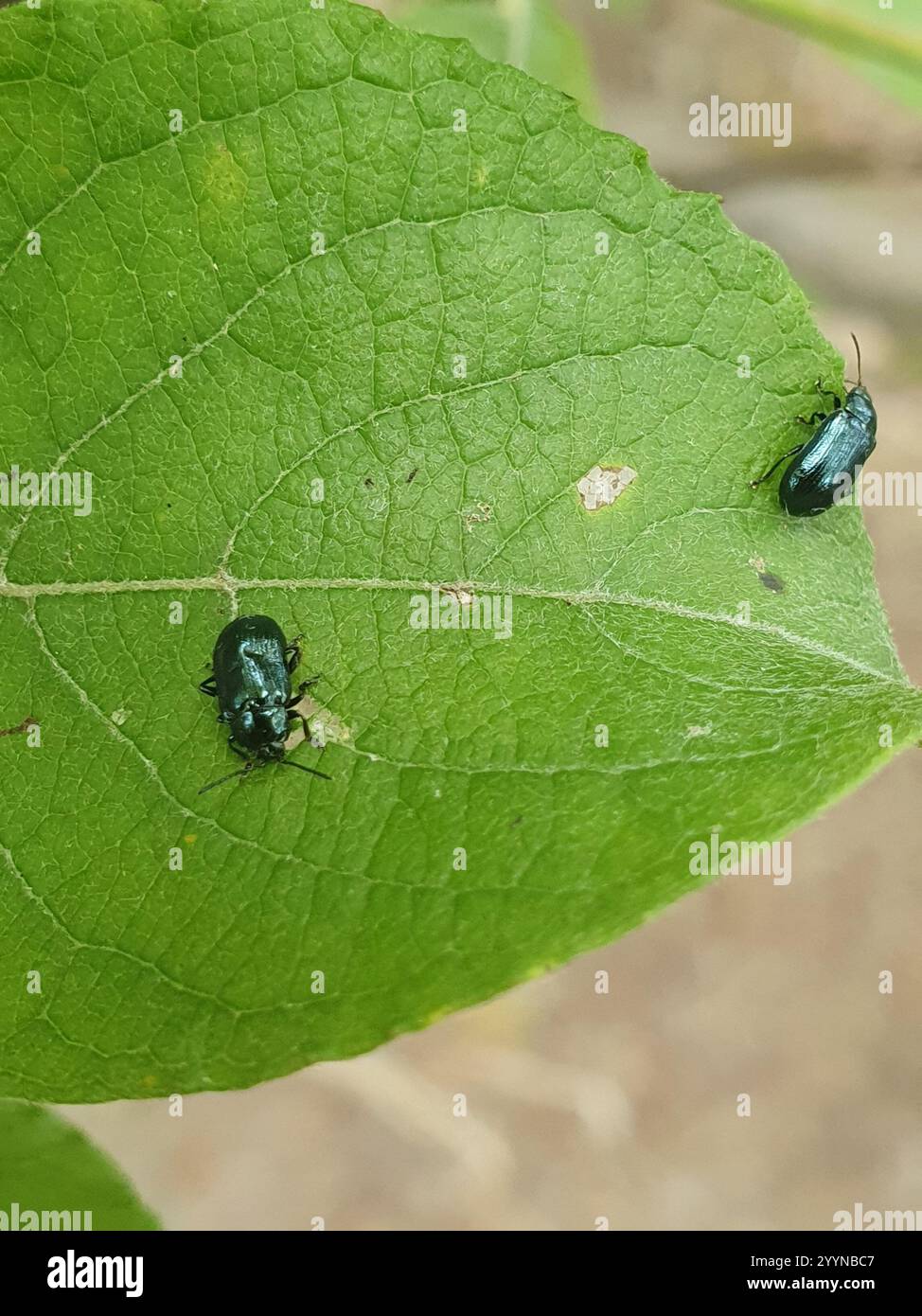 Leaf Beetles (Chrysomelidae Stock Photo - Alamy