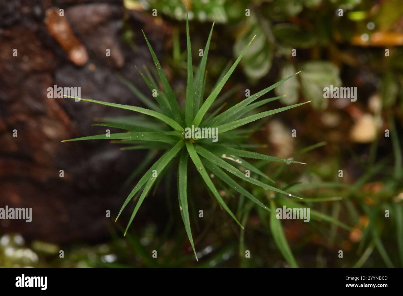 Common Haircap Moss (Polytrichum commune Stock Photo - Alamy