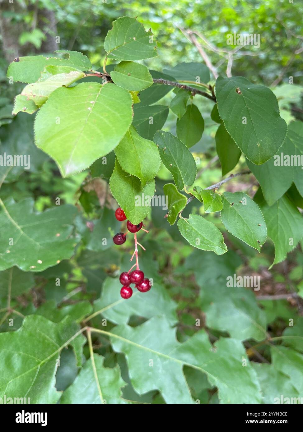 chokecherry (Prunus virginiana Stock Photo - Alamy