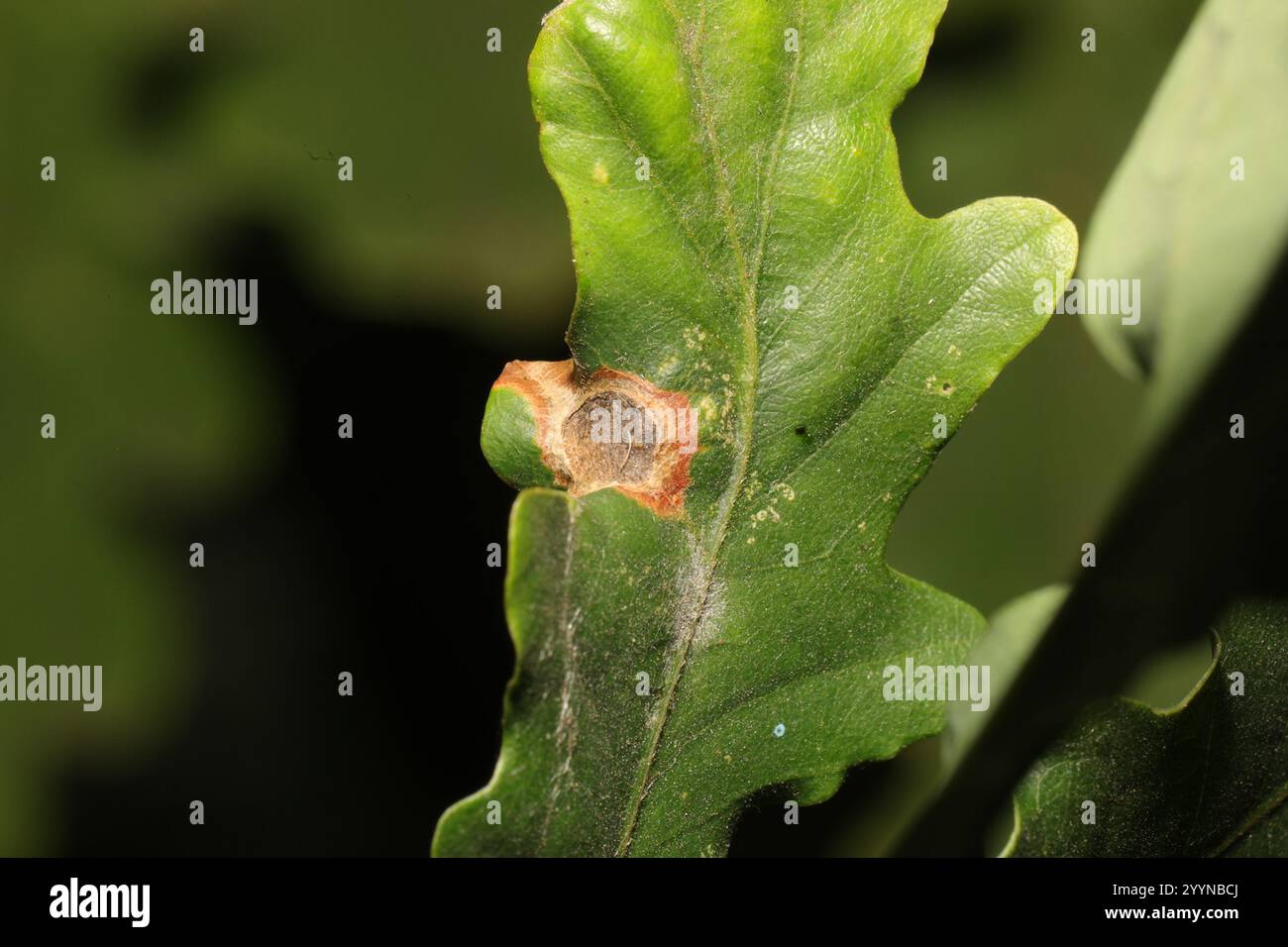 Common Spangle Gall Wasp (Neuroterus quercusbaccarum Stock Photo - Alamy