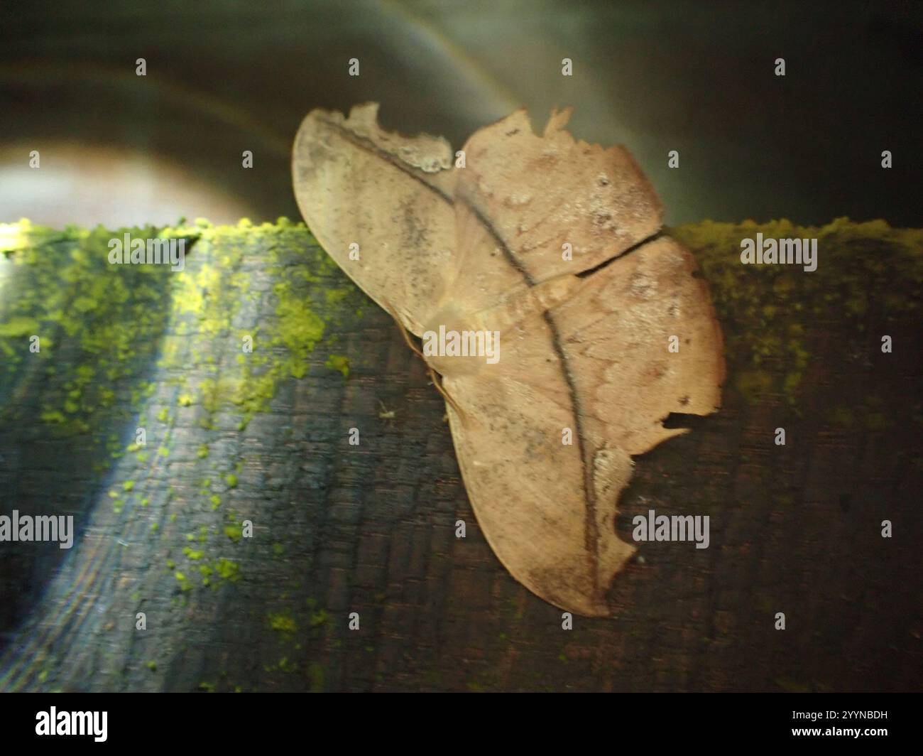 Lonomia hi-res stock photography and images - Alamy