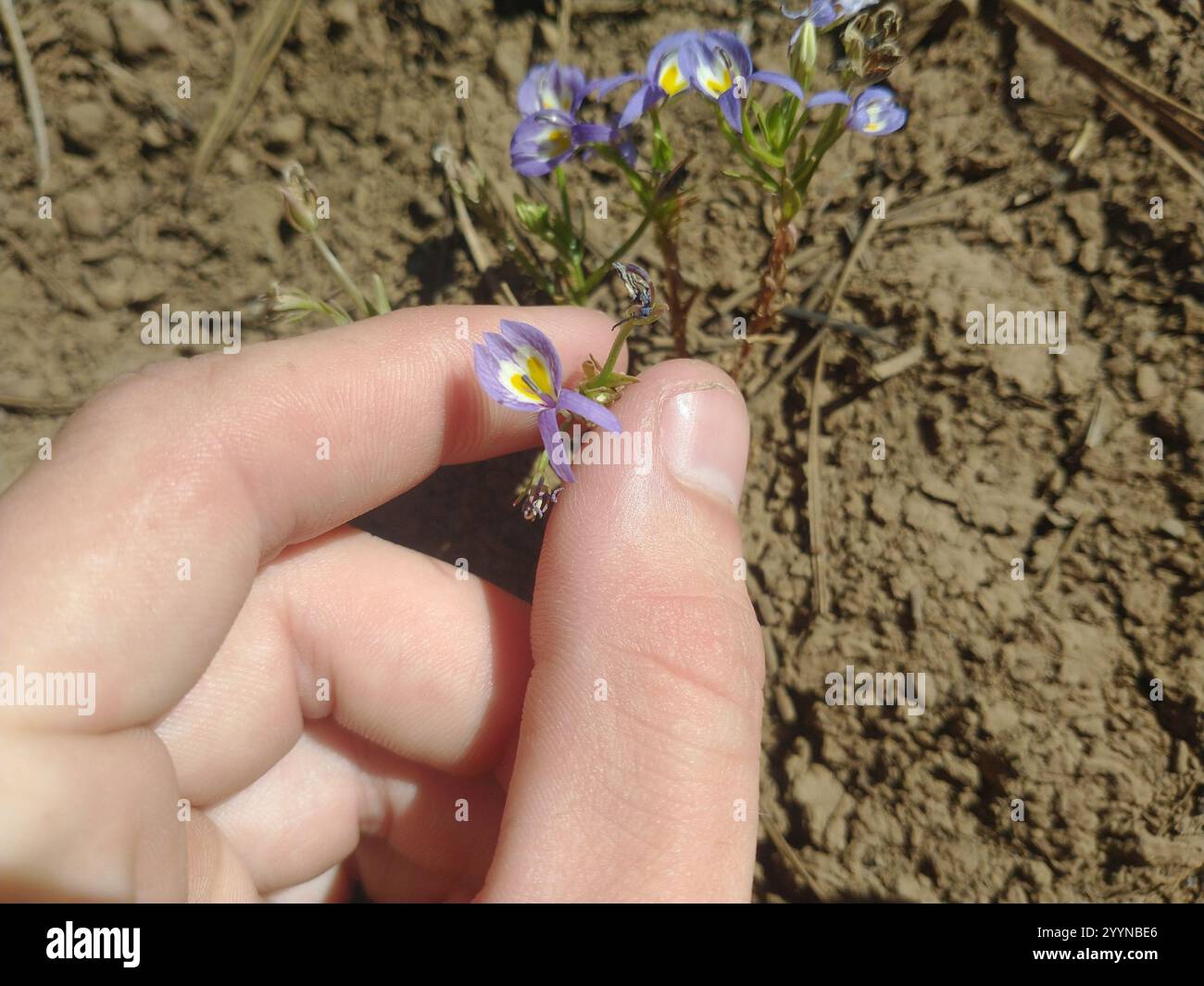 Bach's calicoflower (Downingia bacigalupii Stock Photo - Alamy