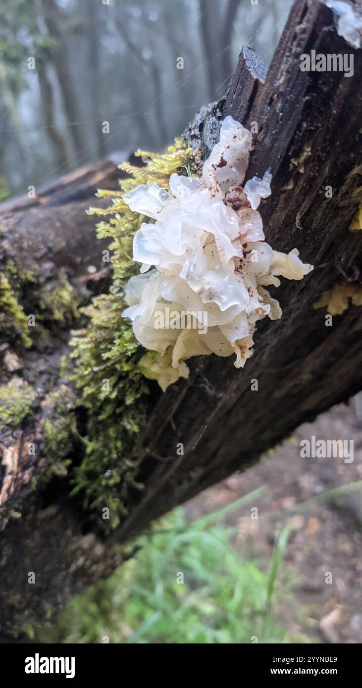 snow fungus (Tremella fuciformis Stock Photo - Alamy