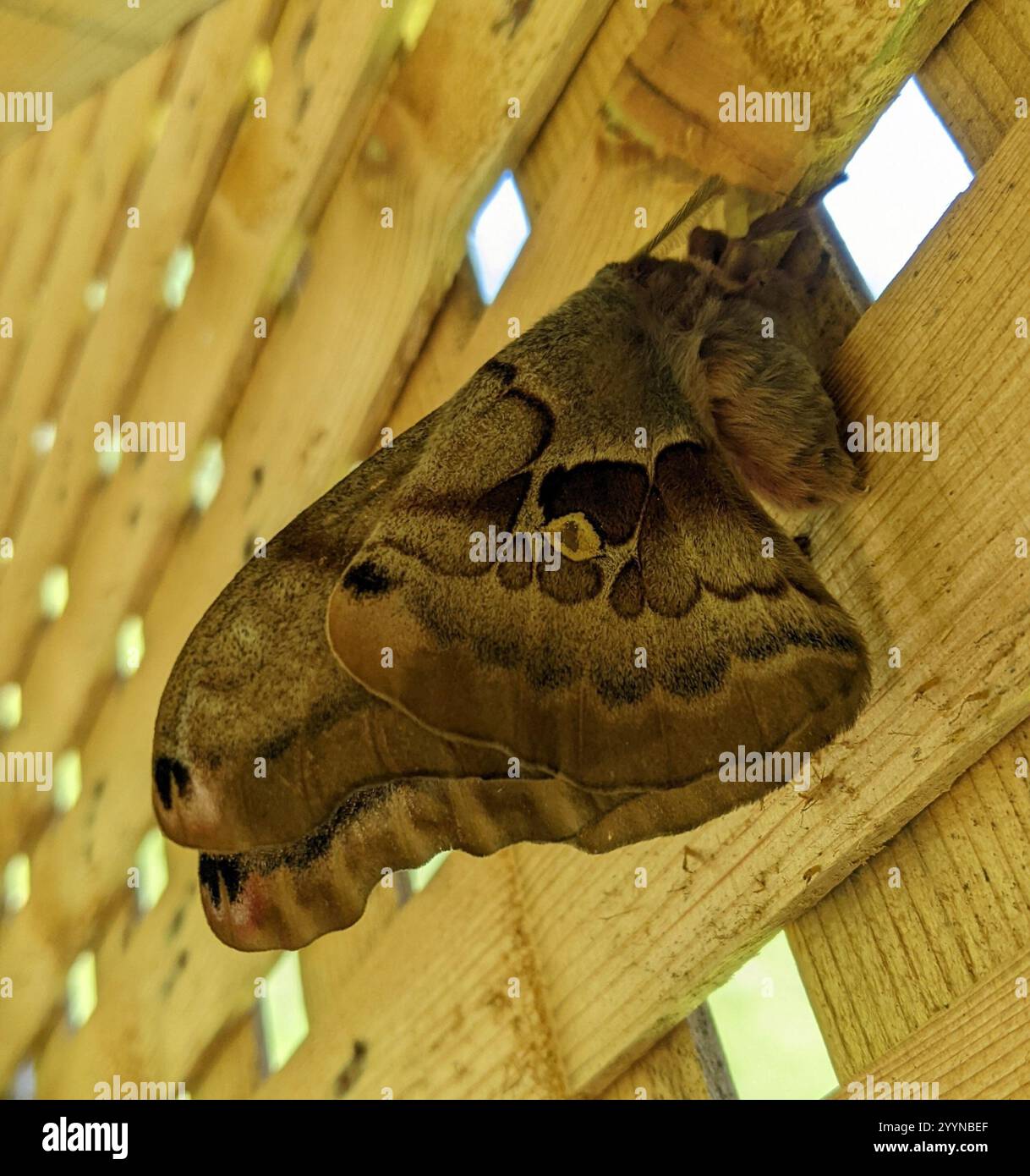 Polyphemus Moth (Antheraea polyphemus Stock Photo - Alamy