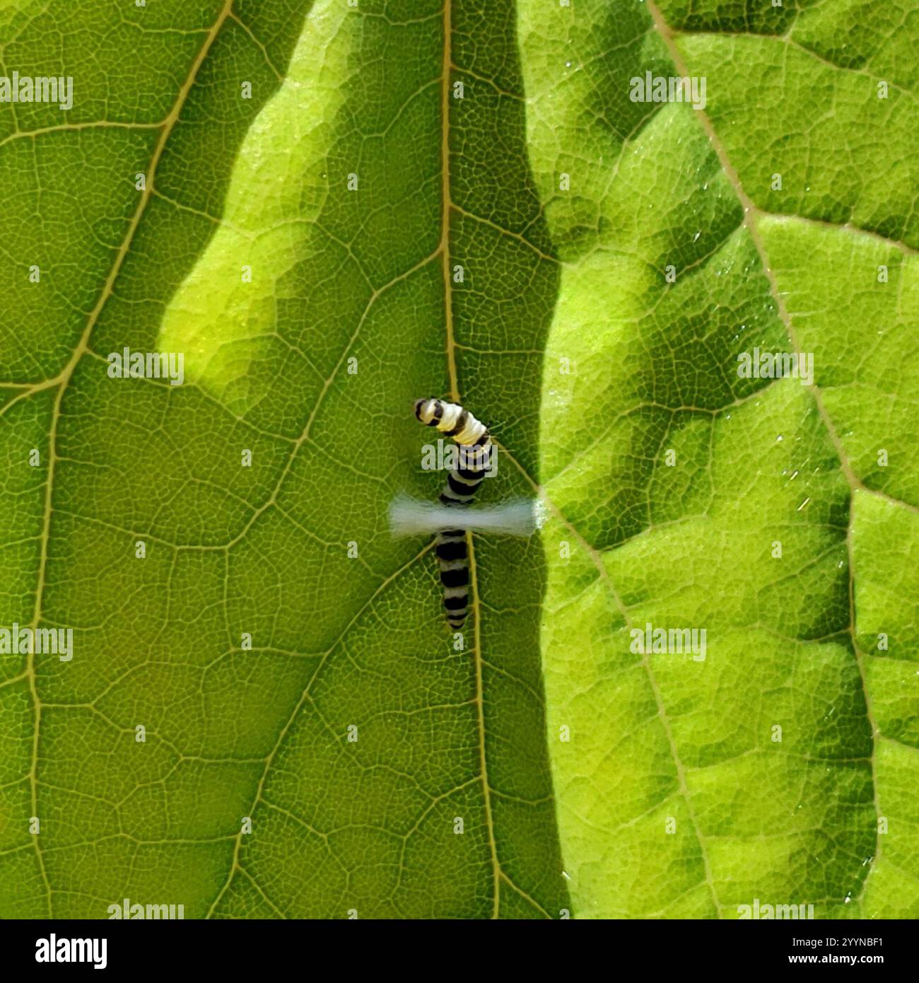 Redbud Leaffolder Moth (Fascista cercerisella Stock Photo - Alamy