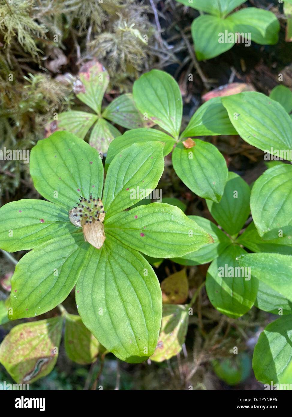 Western Bunchberry (Cornus unalaschkensis Stock Photo - Alamy