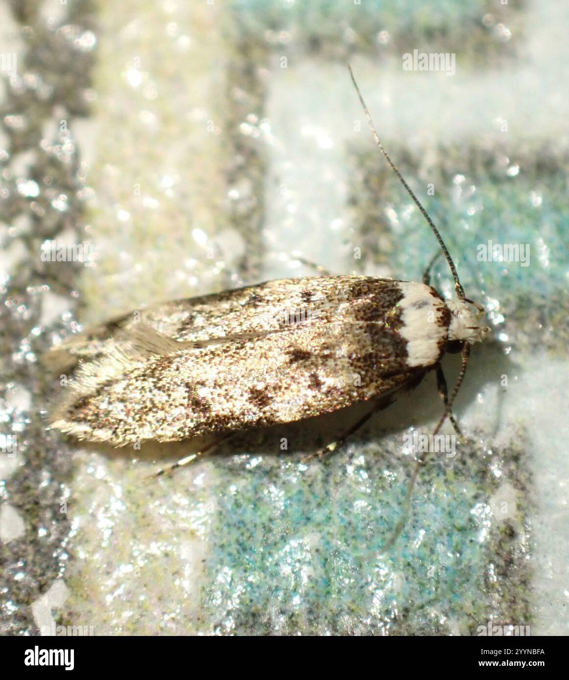 White shouldered moth hi-res stock photography and images - Alamy