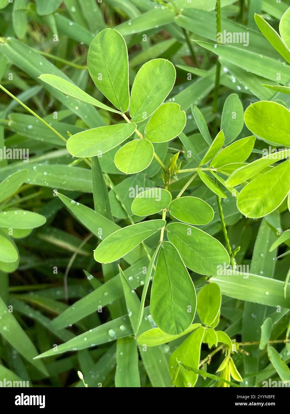 American Sicklepod (Senna obtusifolia Stock Photo - Alamy
