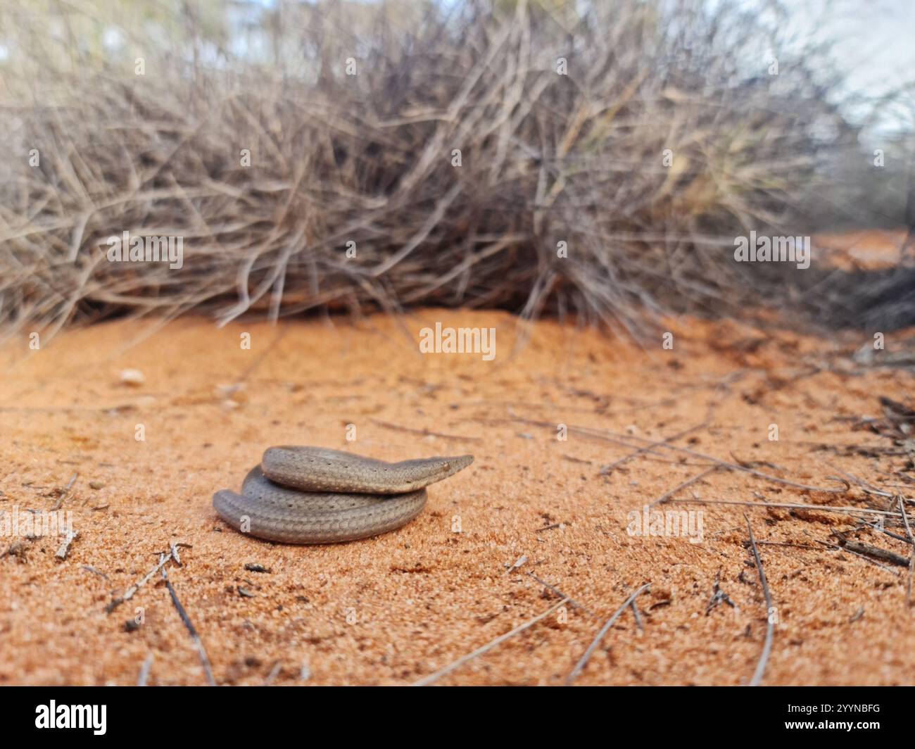 Burton's Snake-lizard (Lialis burtonis Stock Photo - Alamy