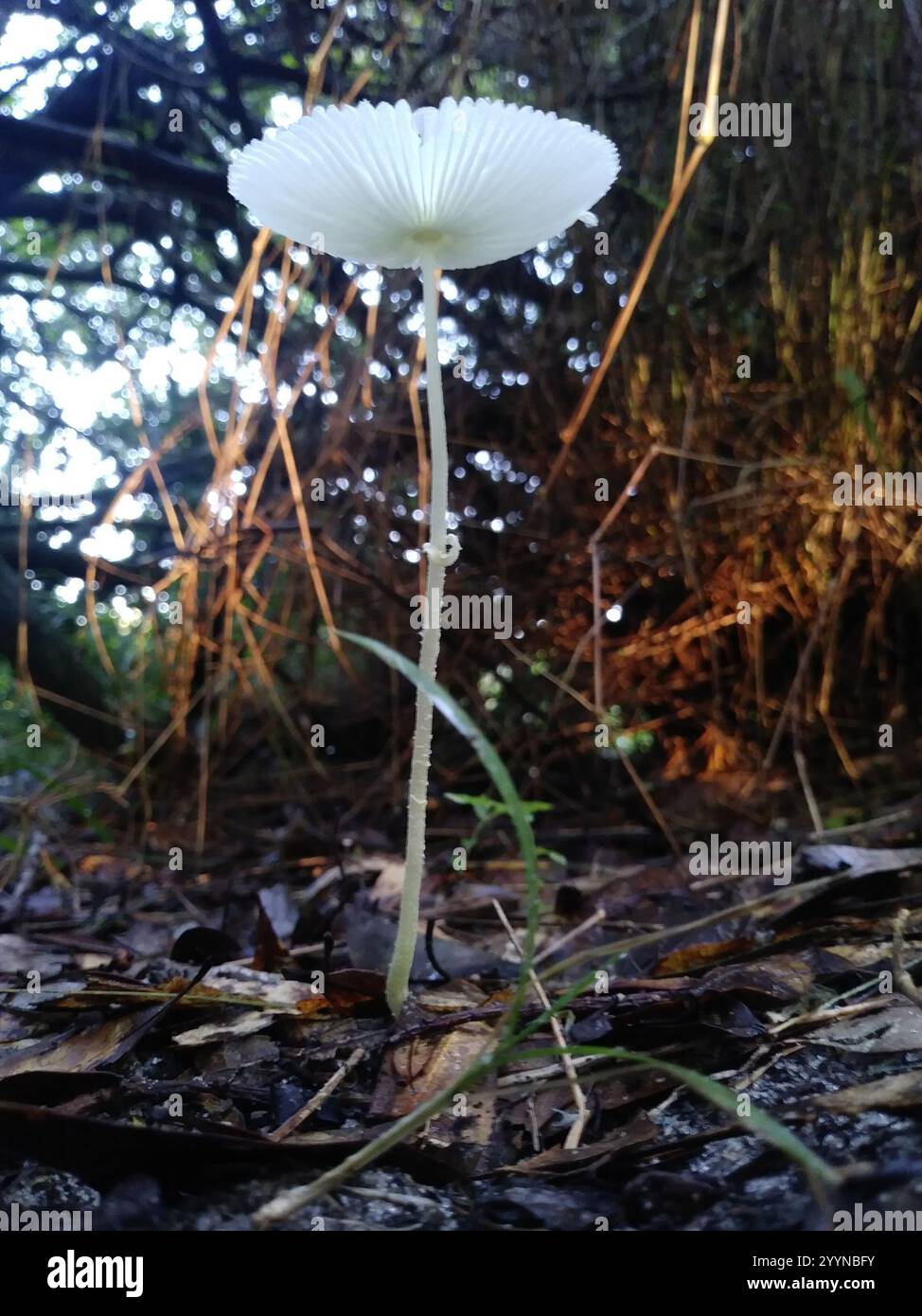 Fragile Dapperling (Leucocoprinus fragilissimus Stock Photo - Alamy