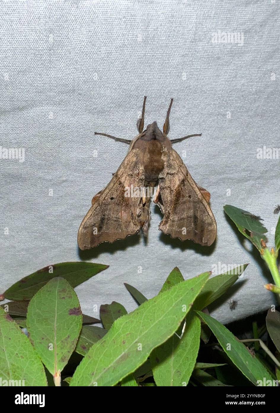 Blinded sphinx hi-res stock photography and images - Alamy