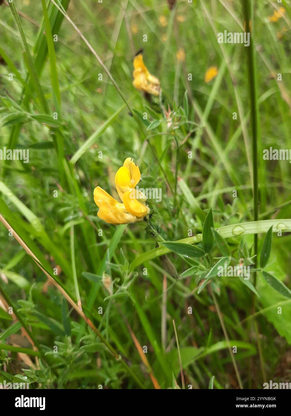 meadow pea (Lathyrus pratensis Stock Photo - Alamy