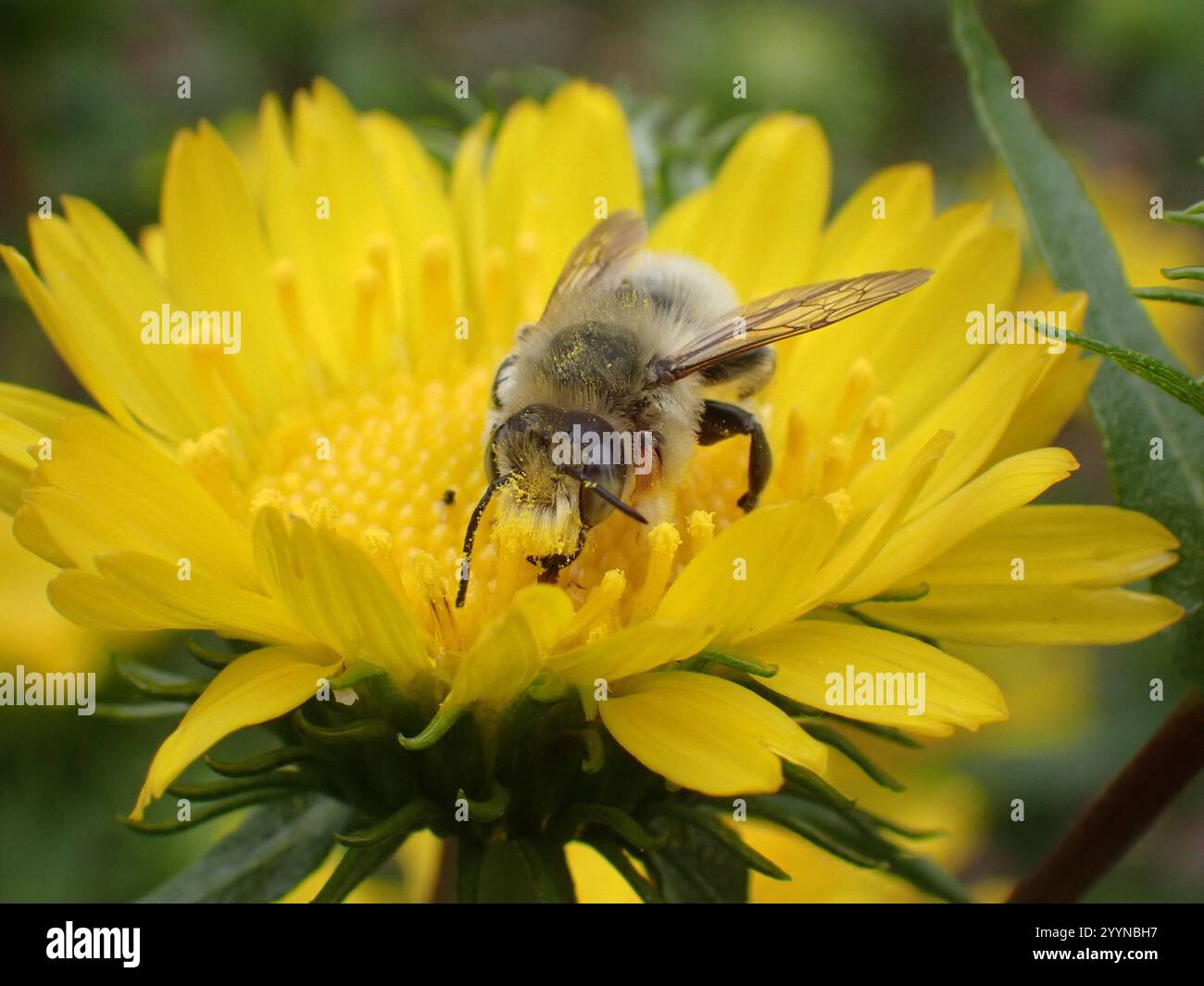 Western Leafcutter Bee (Megachile perihirta Stock Photo - Alamy