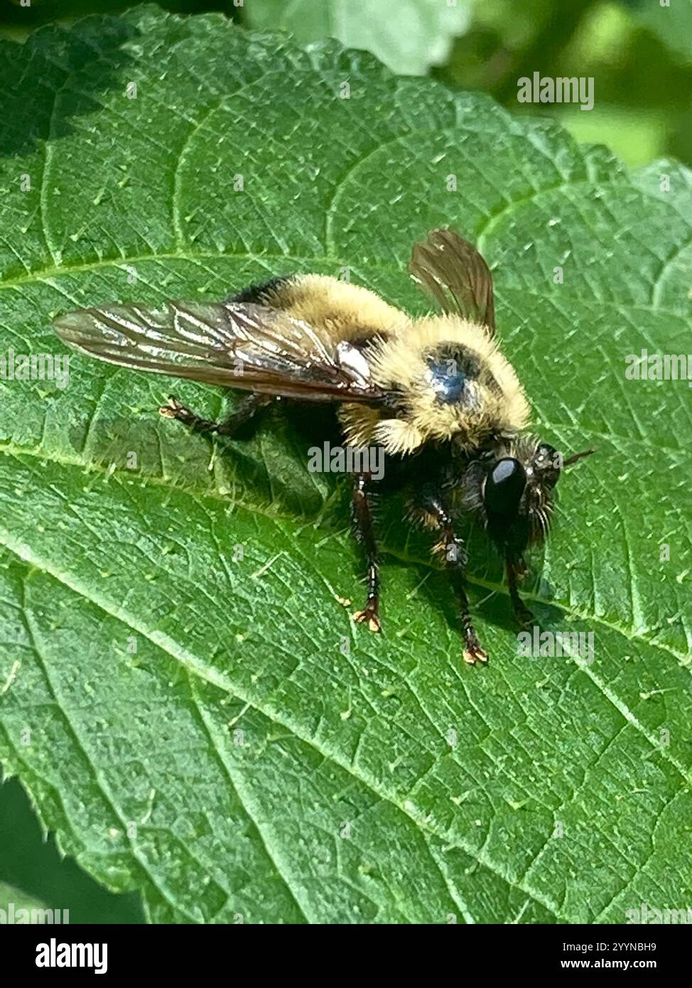 Eastern Yellow-backed Laphria (Laphria thoracica Stock Photo - Alamy