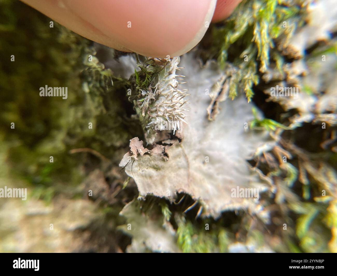 scaly pelt lichen (Peltigera praetextata Stock Photo - Alamy