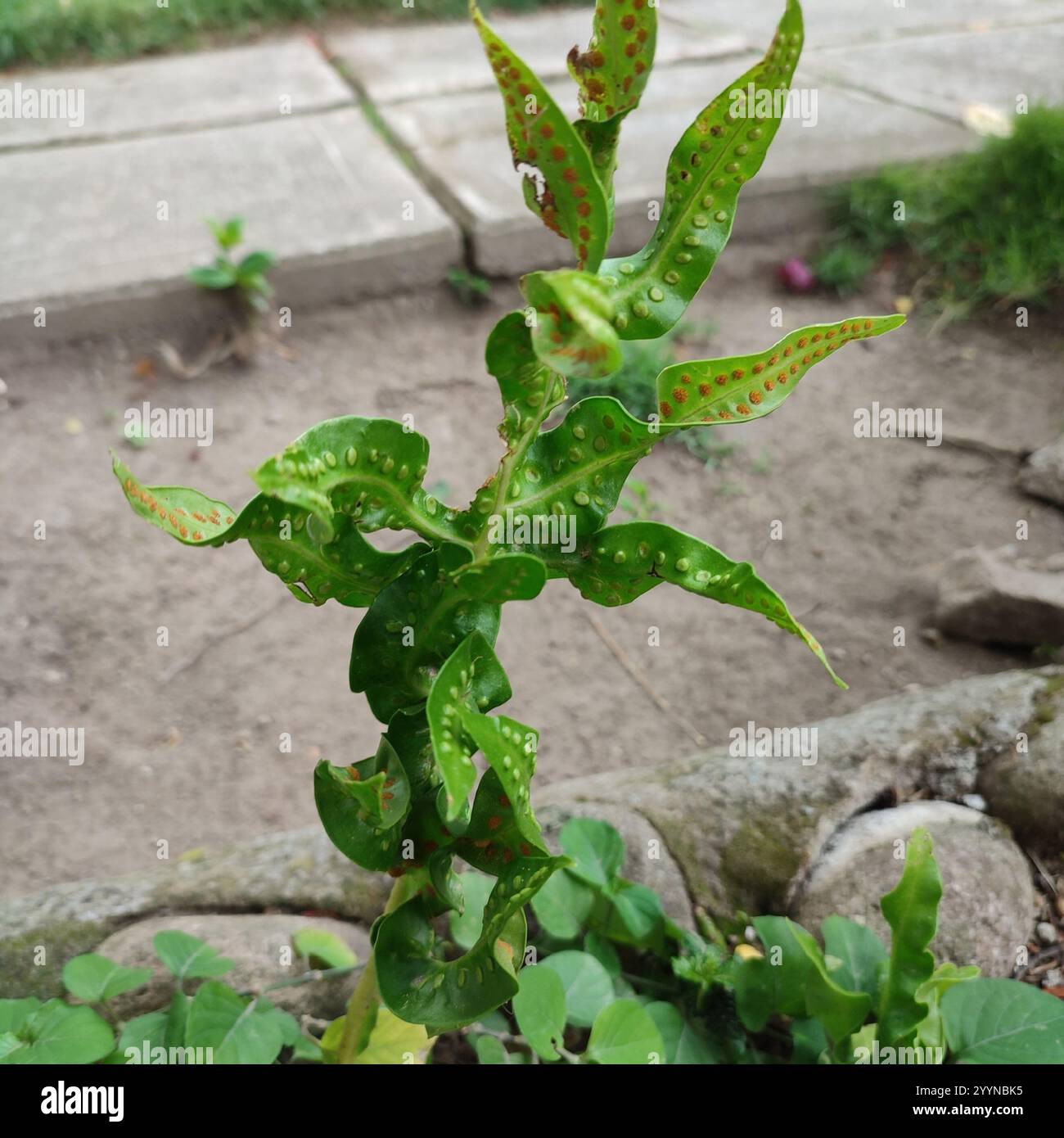 Musk Fern (Microsorum grossum Stock Photo - Alamy