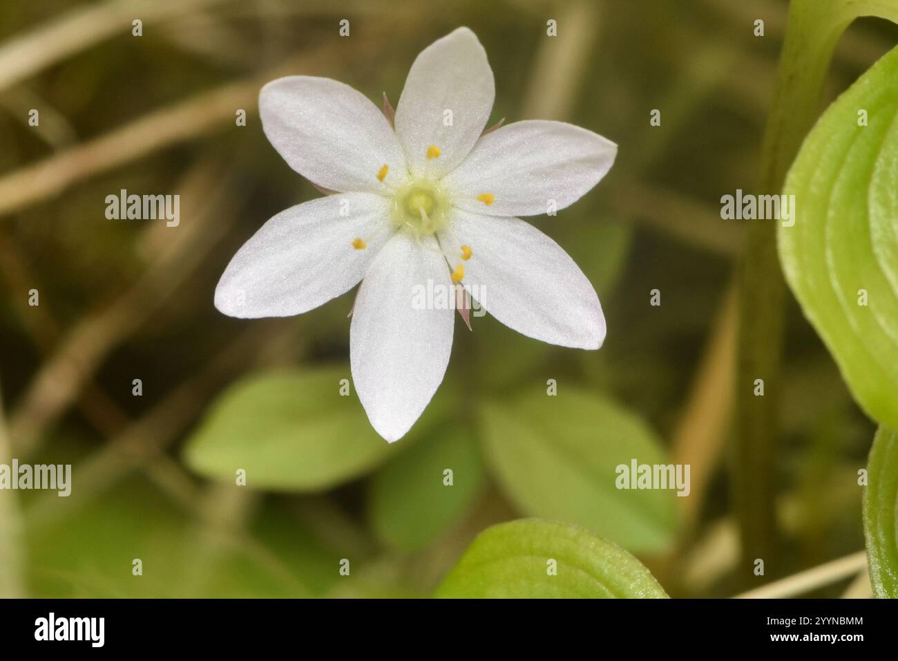 Arctic Starflower (Lysimachia europaea Stock Photo - Alamy