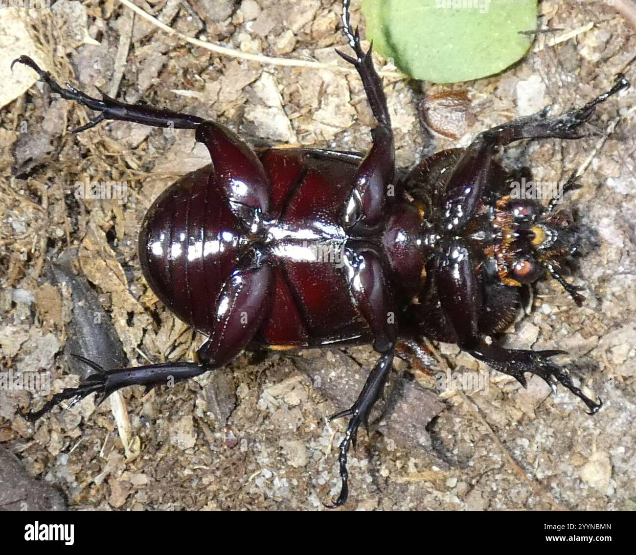 Triceratops Beetle (Phileurus truncatus Stock Photo - Alamy