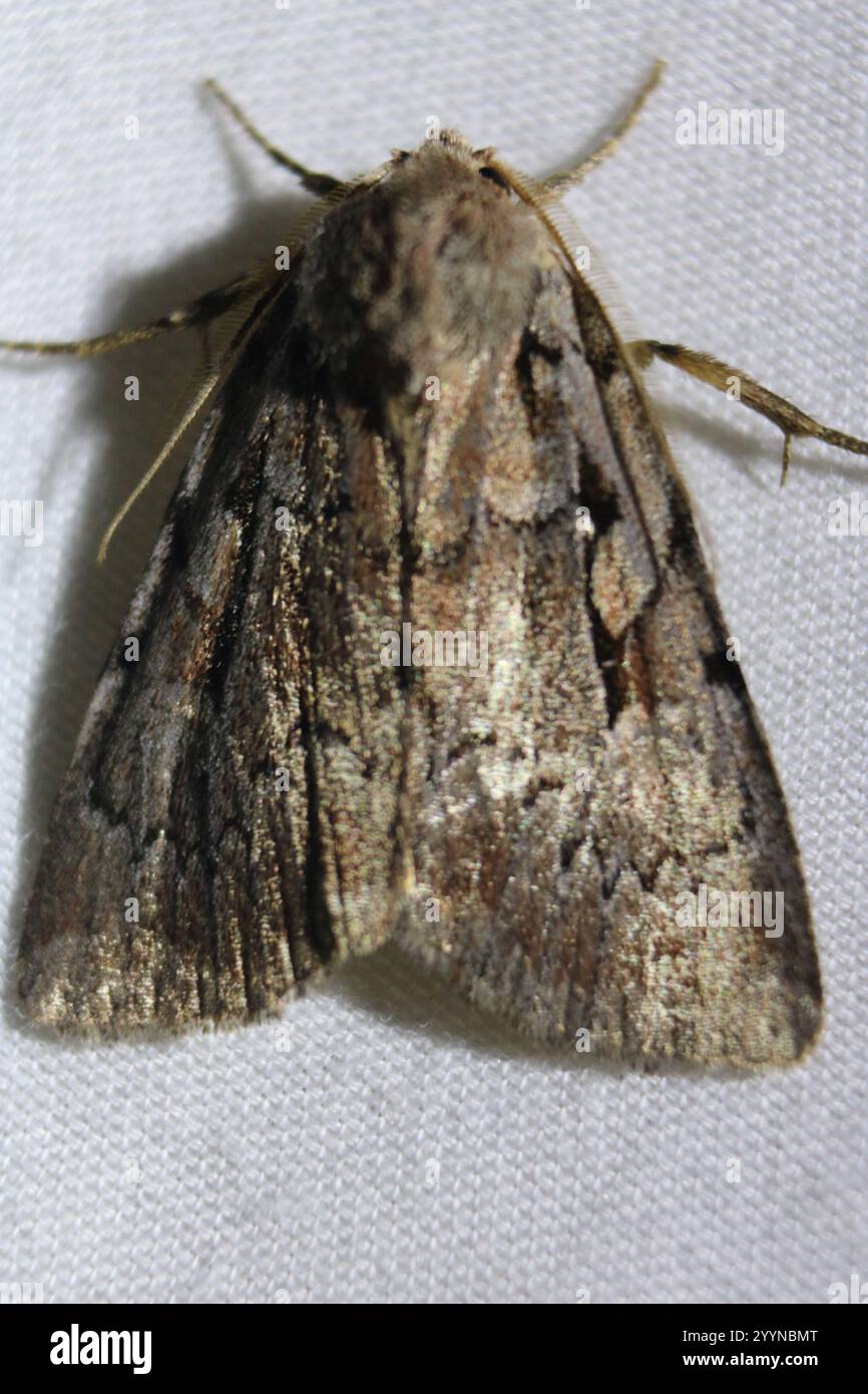 Northern Variable Dart (Xestia badicollis Stock Photo - Alamy