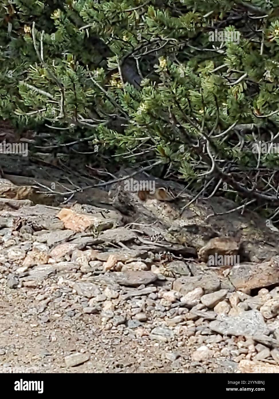 Least Chipmunk (Neotamias minimus Stock Photo - Alamy