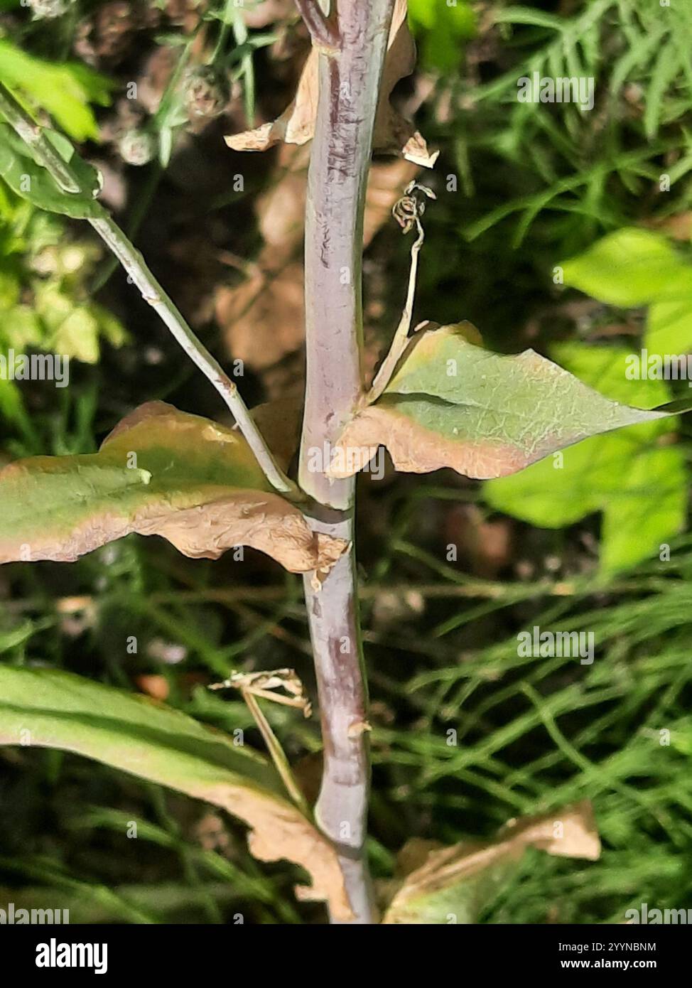 Tower Mustard (Turritis glabra Stock Photo - Alamy