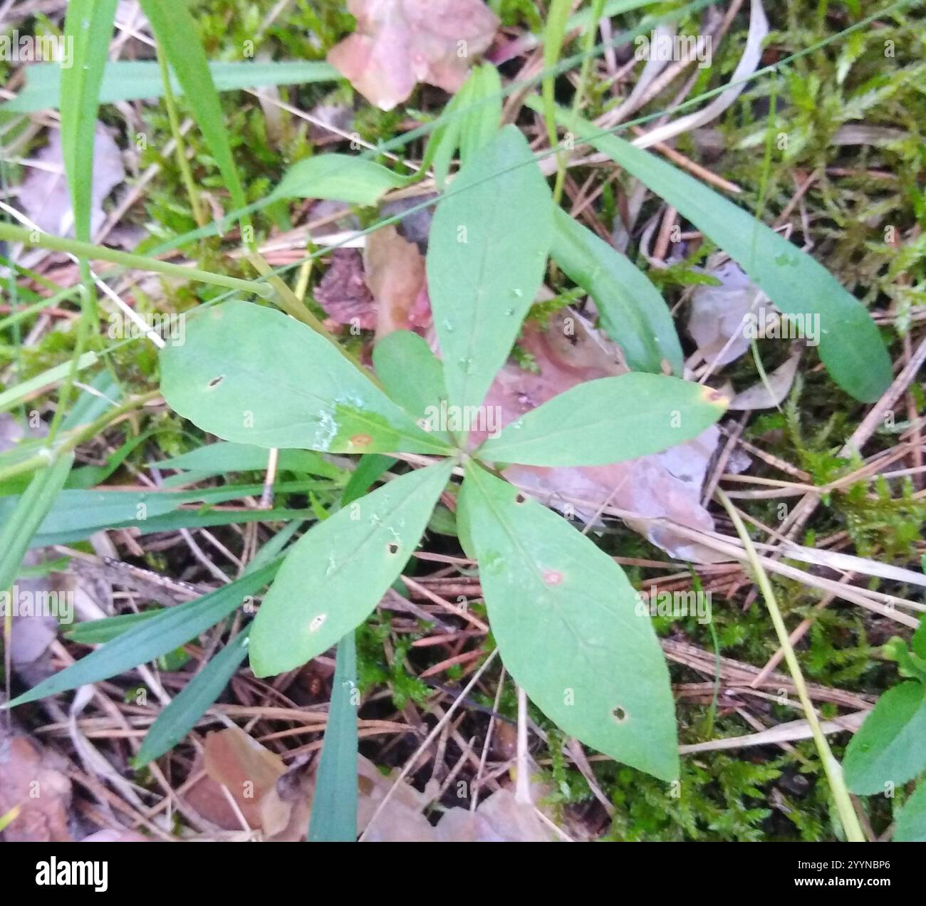 Arctic Starflower (Lysimachia europaea Stock Photo - Alamy