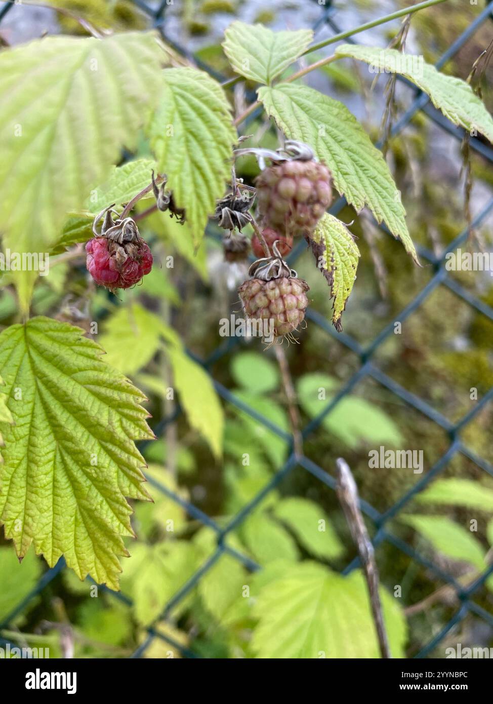 red raspberry (Rubus idaeus Stock Photo - Alamy