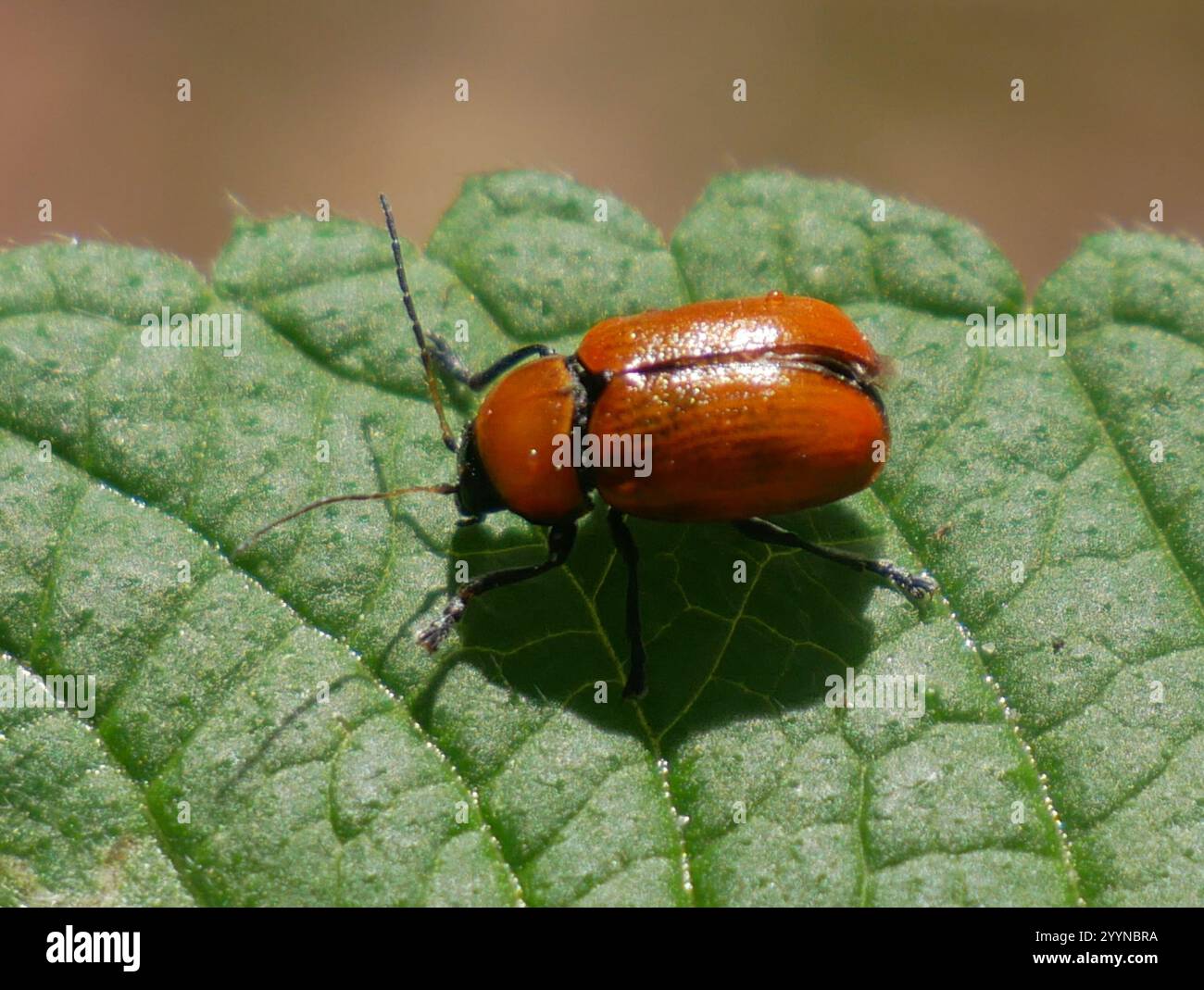 Hazel pot beetle hi-res stock photography and images - Alamy